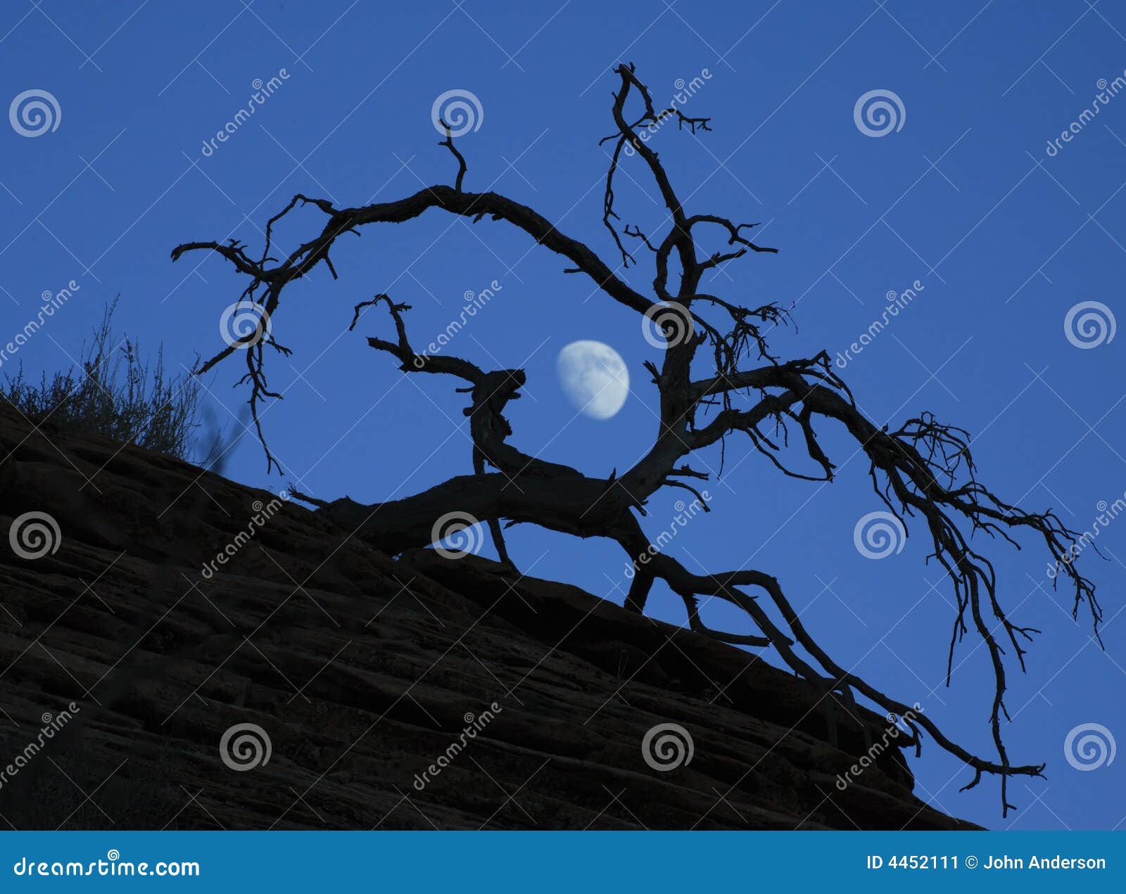 Moon Behind Dead Tree at Dusk Stock Image - Image of zion, october: 4452111