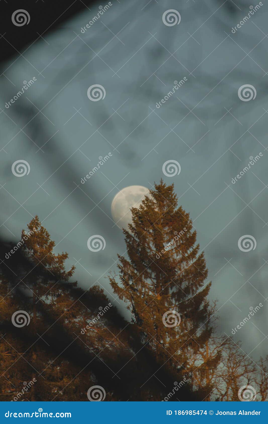 Moon behind a tree stock photo. Image of plant, freezing - 186985474