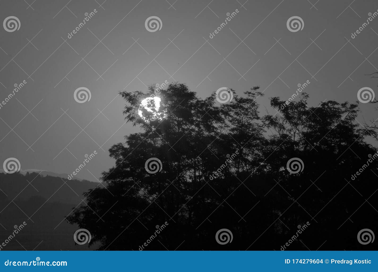 The Moon Behind the Tree Branches Stock Photo - Image of shining ...