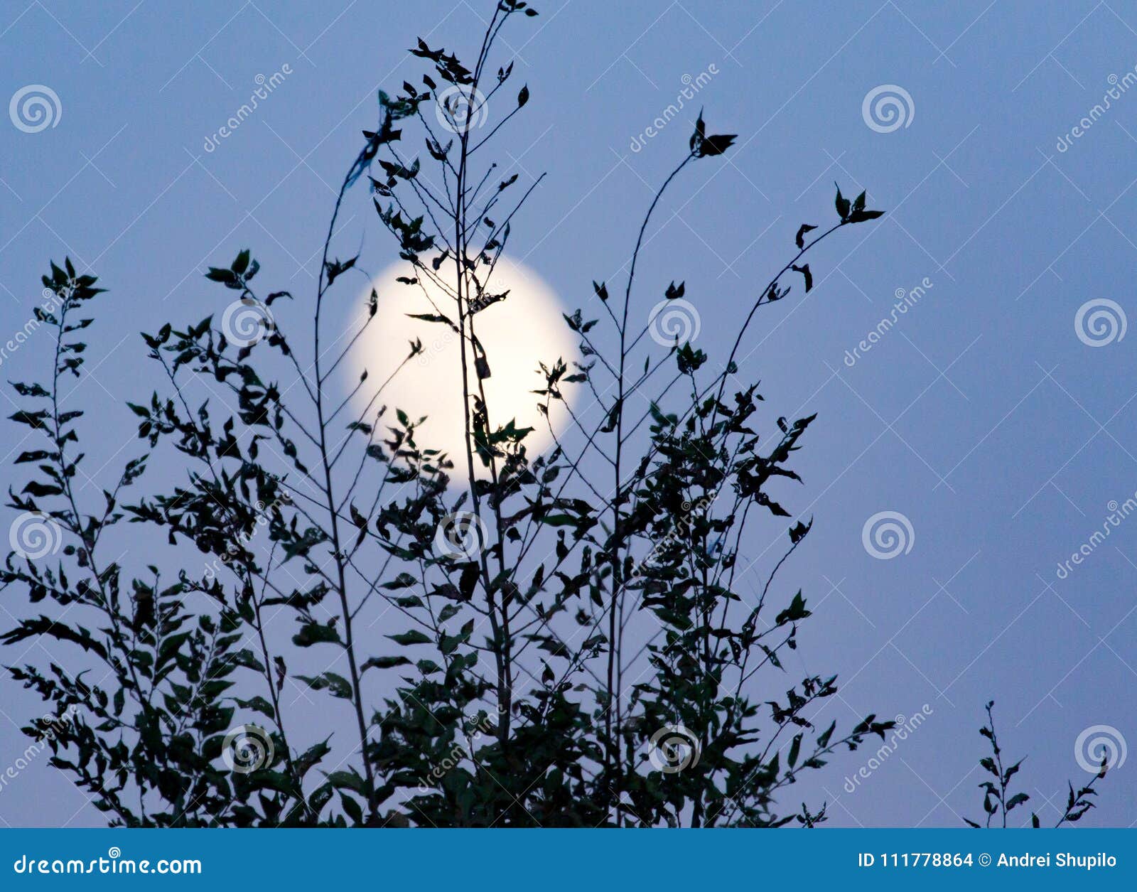 The Moon Behind a Tree at Dusk Stock Photo - Image of trees, border ...