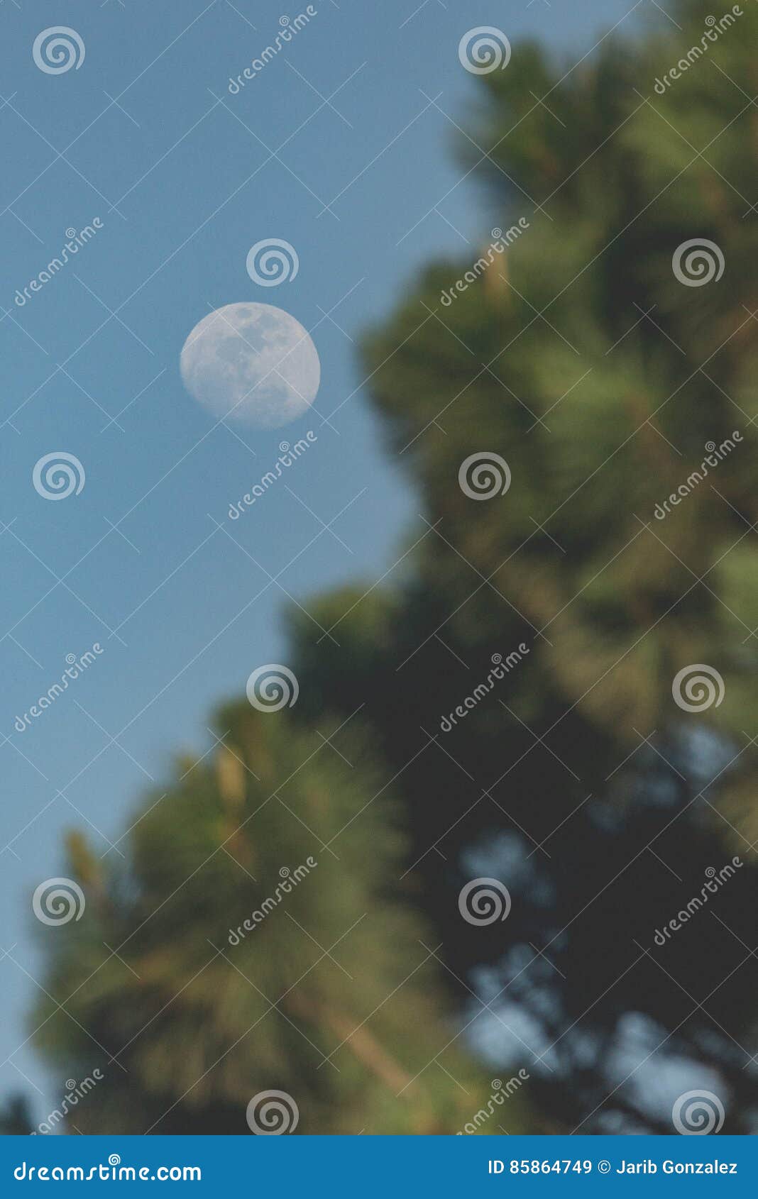 Moon behind a tree stock image. Image of morning, daylight - 85864749