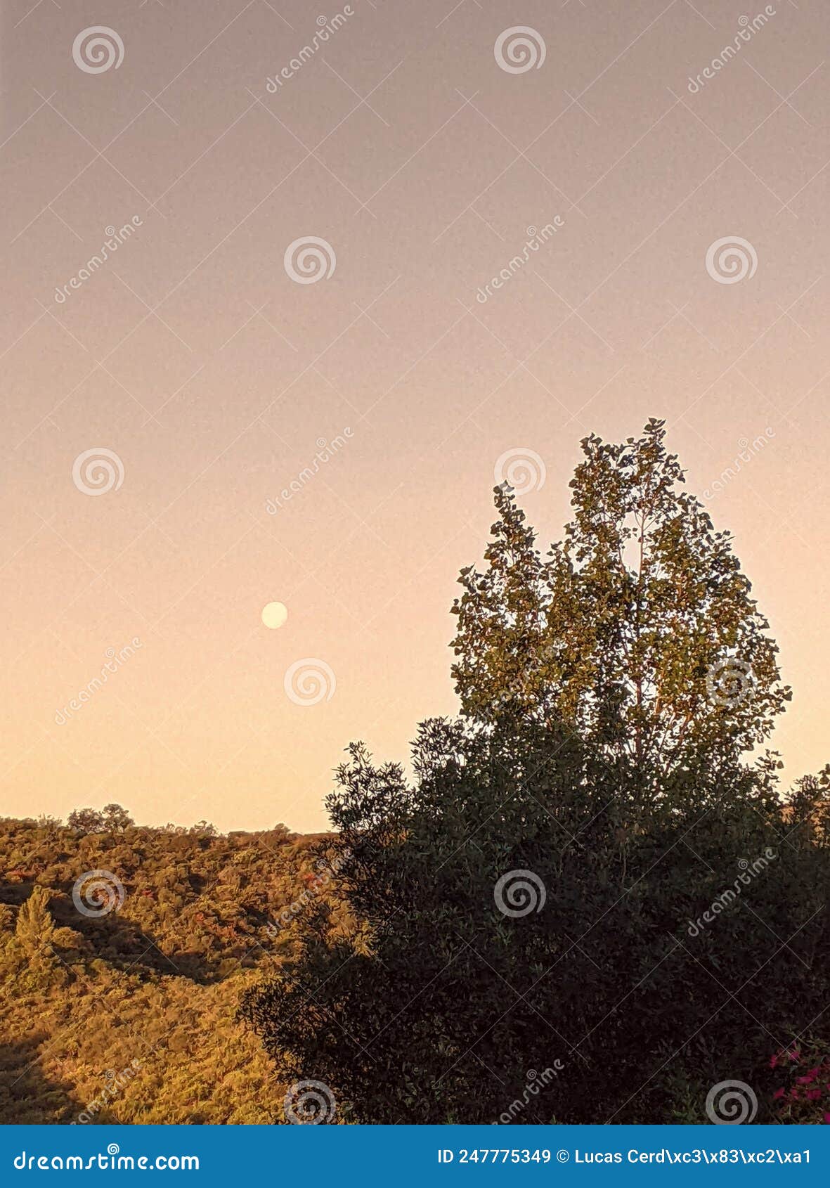 The Moon Behind the Tree. Yellow Sky Stock Image - Image of plant ...