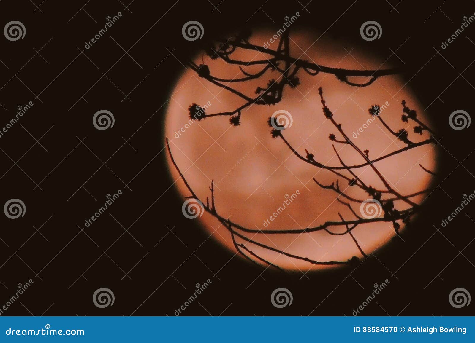 Moon behind the trees. stock photo. Image of moon, horizon - 88584570