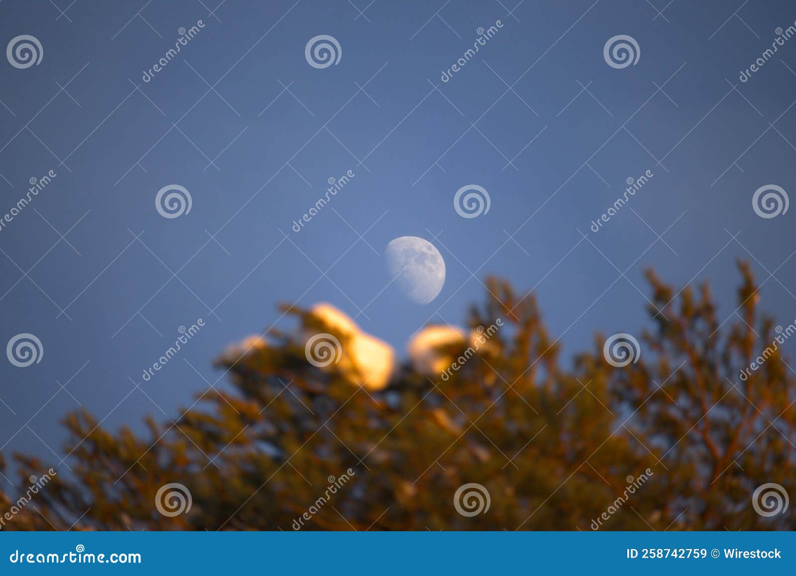 Moon Behind the Trees at Night in the Blue Sky Stock Image - Image of ...