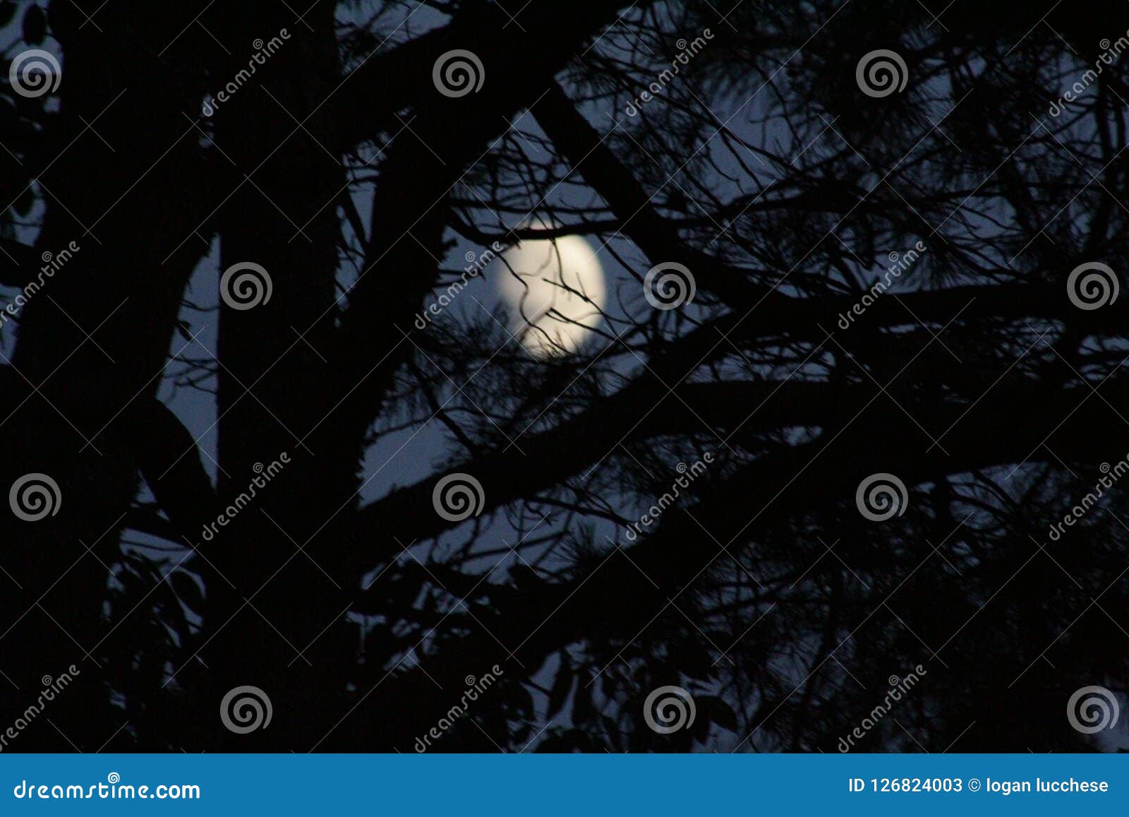 Moon behind trees 3/4 stock image. Image of moon, trees - 126824003
