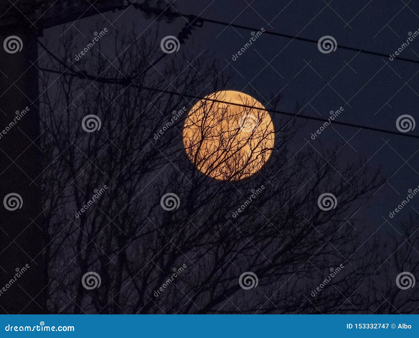 Moon Behind Trees at Sunset Stock Image - Image of evening, trees ...