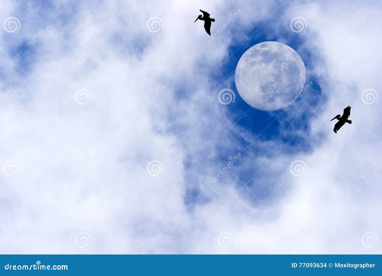 Moon Birds stock photo. Image of scene, night, bright - 77093634