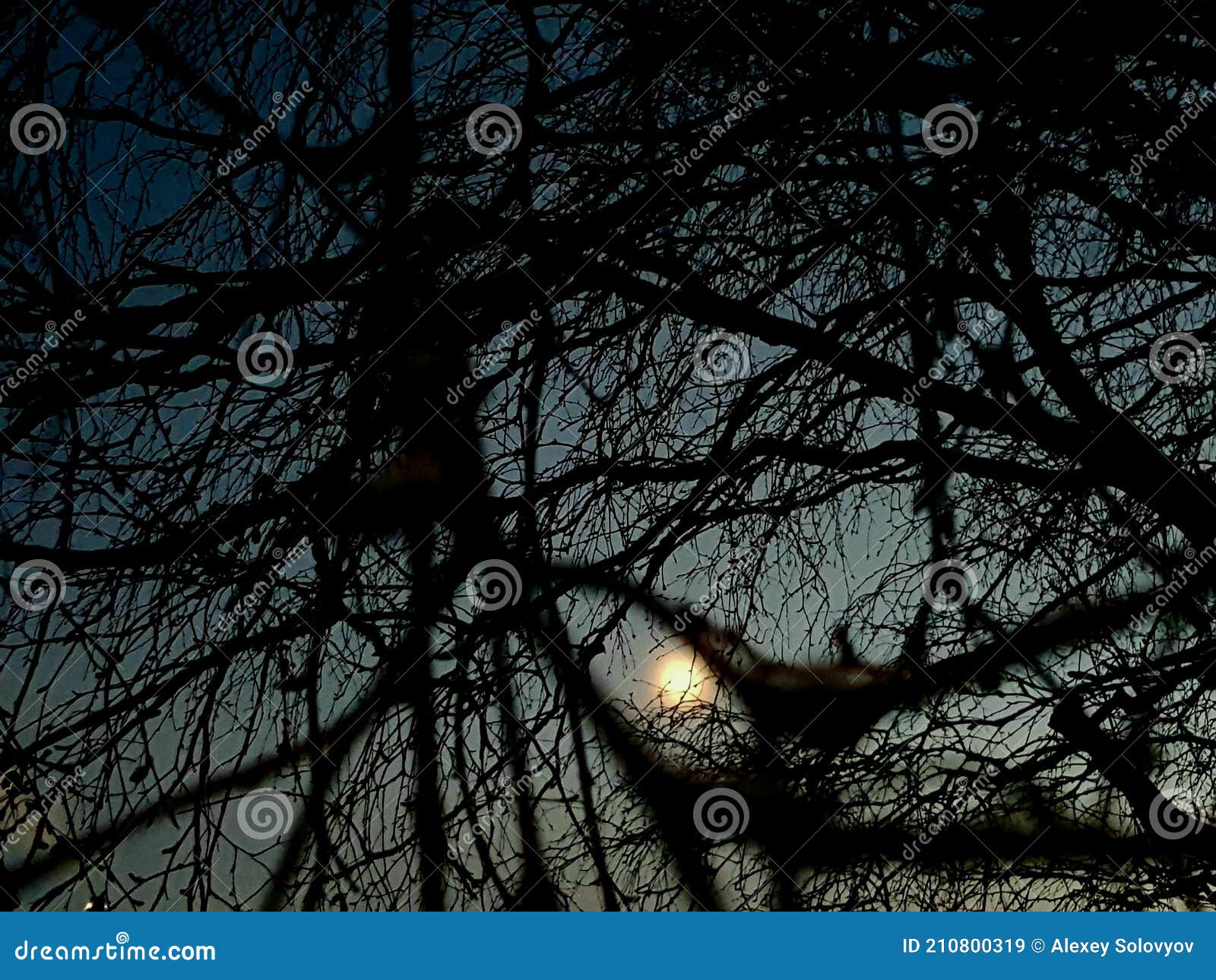 Branch net stock image. Image of darkness, nature, branches - 210800319