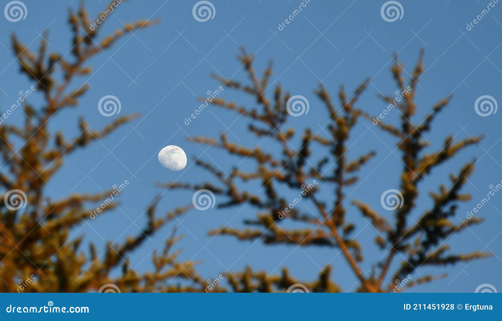 The moon in the branches stock photo. Image of blue - 211451928