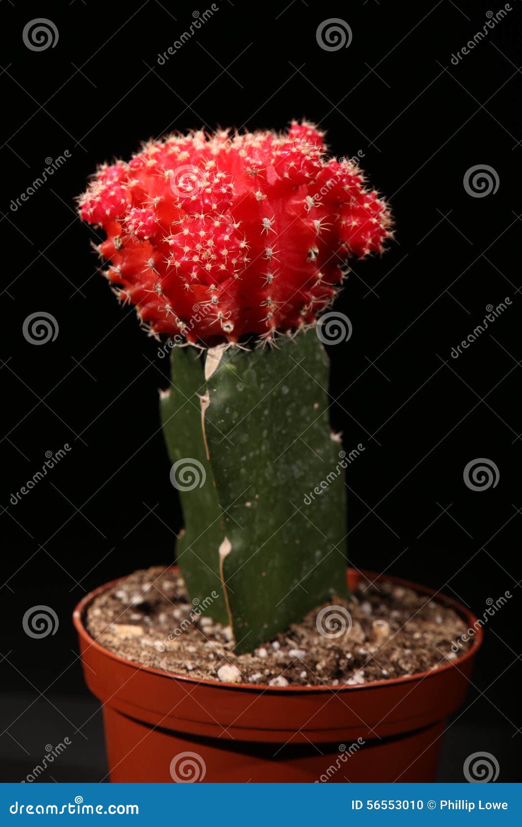 Moon Cactus Or Gymnocalycium Mihanovichii, The Mutant Cactus Grafted On ...