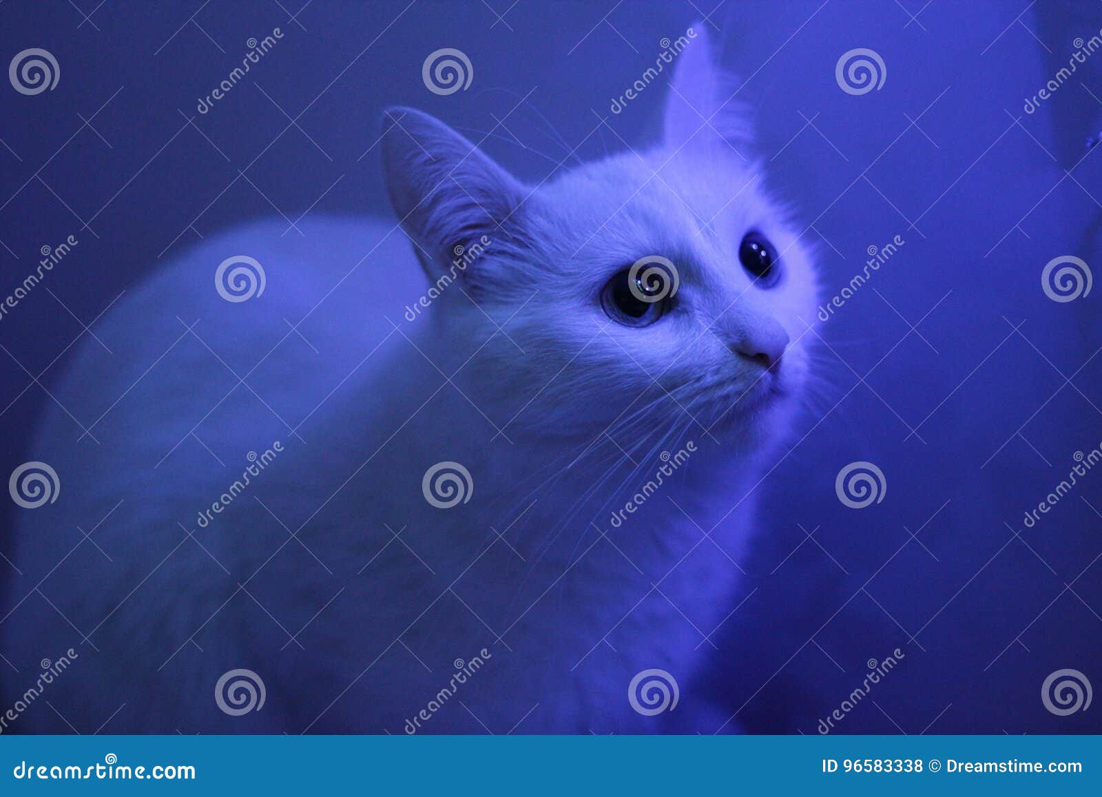 Moon cat stock photo. Image of serenity, homecats, animals - 96583338