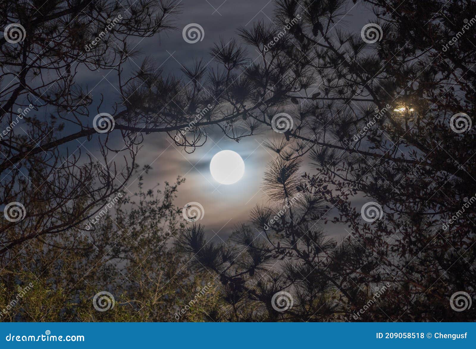 Moon rise and pine tree stock photo. Image of outdoor - 209058518