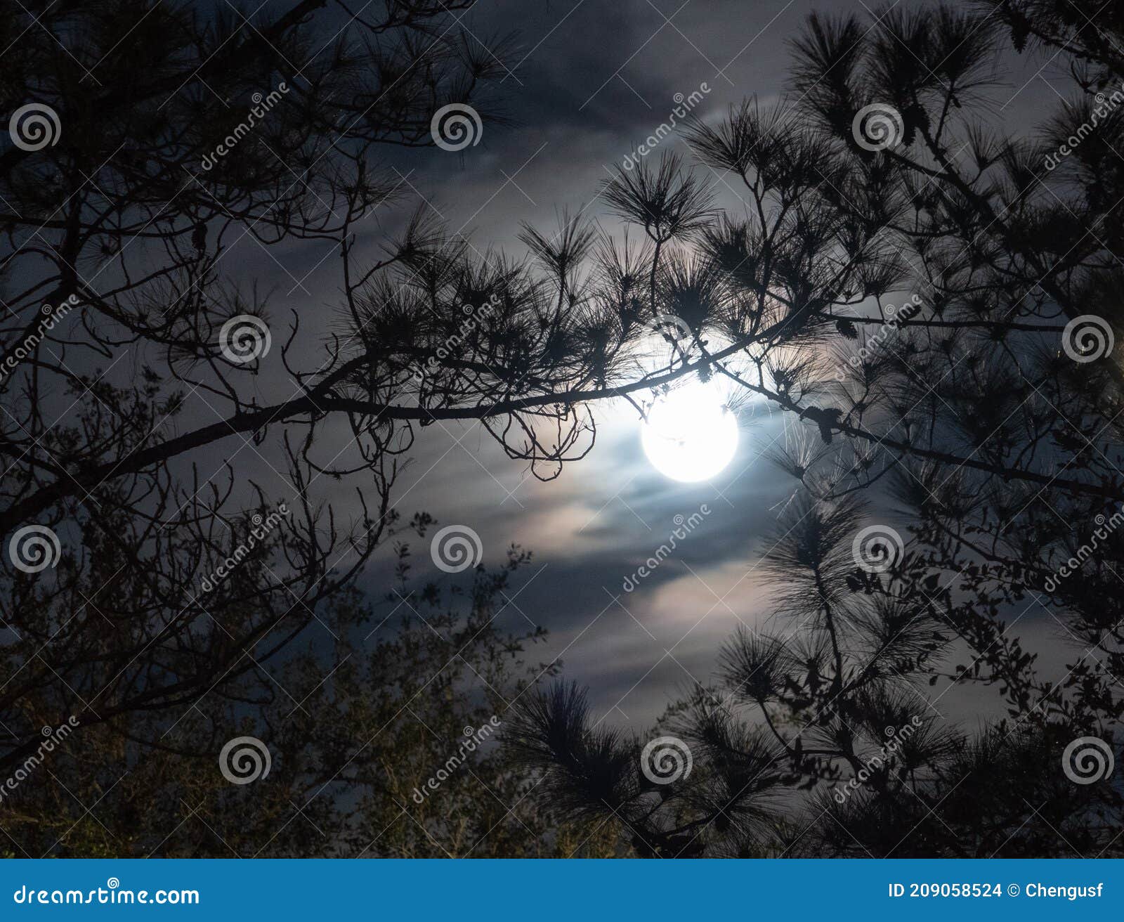 Moon rise and pine tree stock photo. Image of circle - 209058524