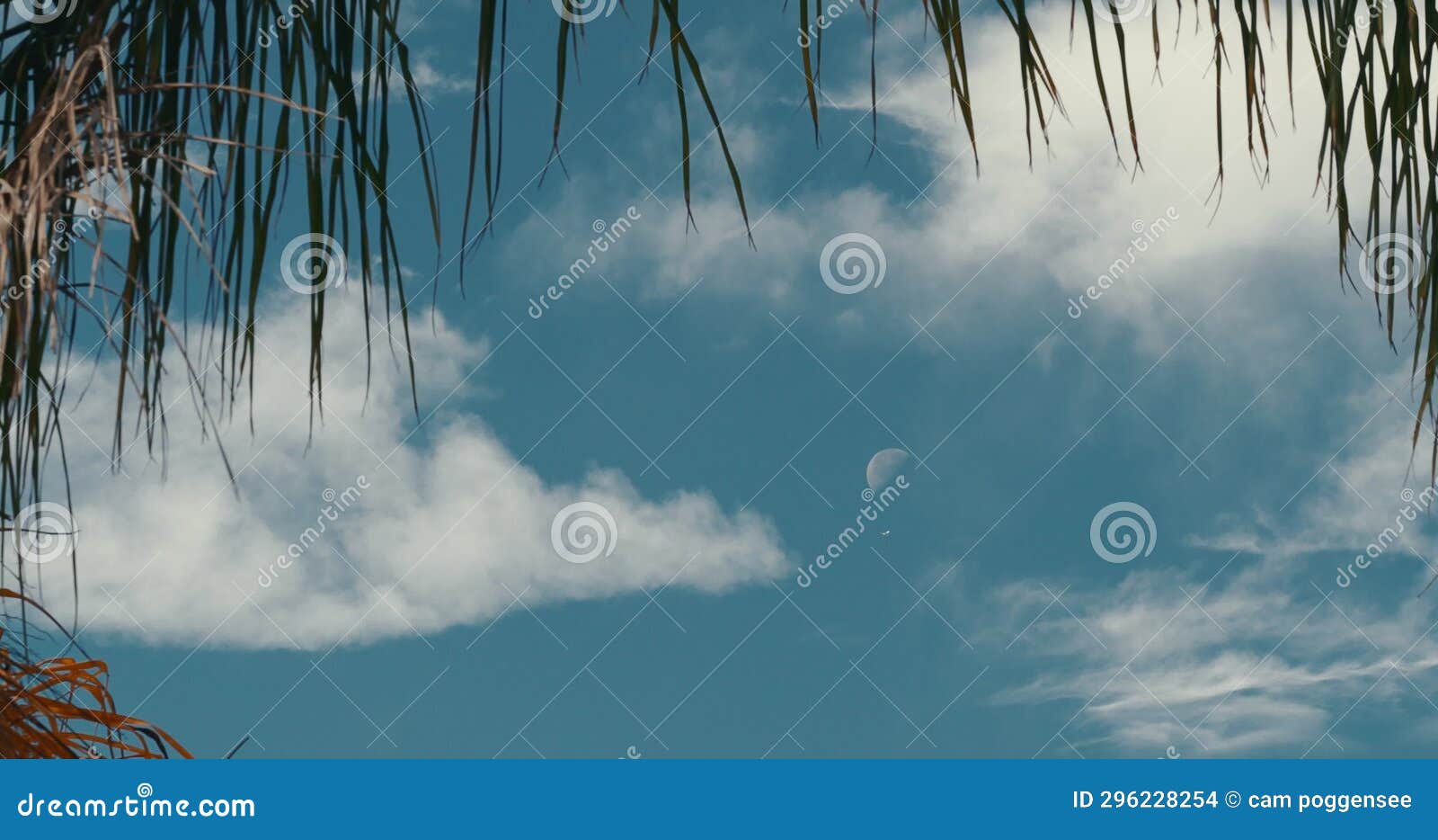 The Moon and Clouds Framed between Palm Frond Stock Footage - Video of ...