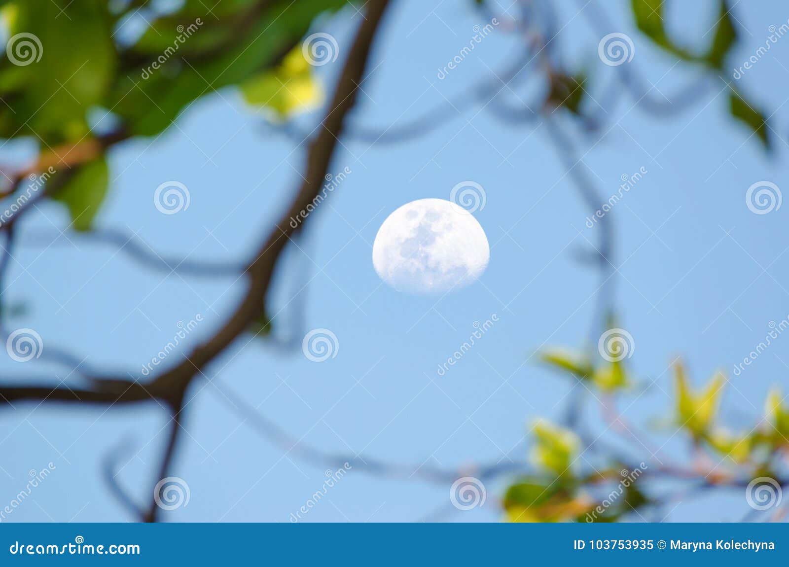 Moon on a Day Sky with Tree Branches in the Foreground. Stock Image ...