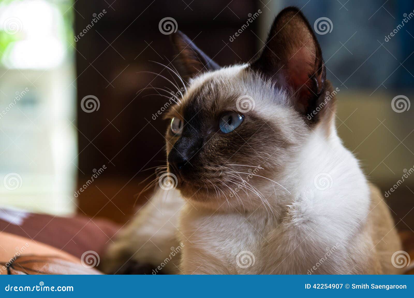 Moon Diamond Cat stock image. Image of travel, lovely - 42254907