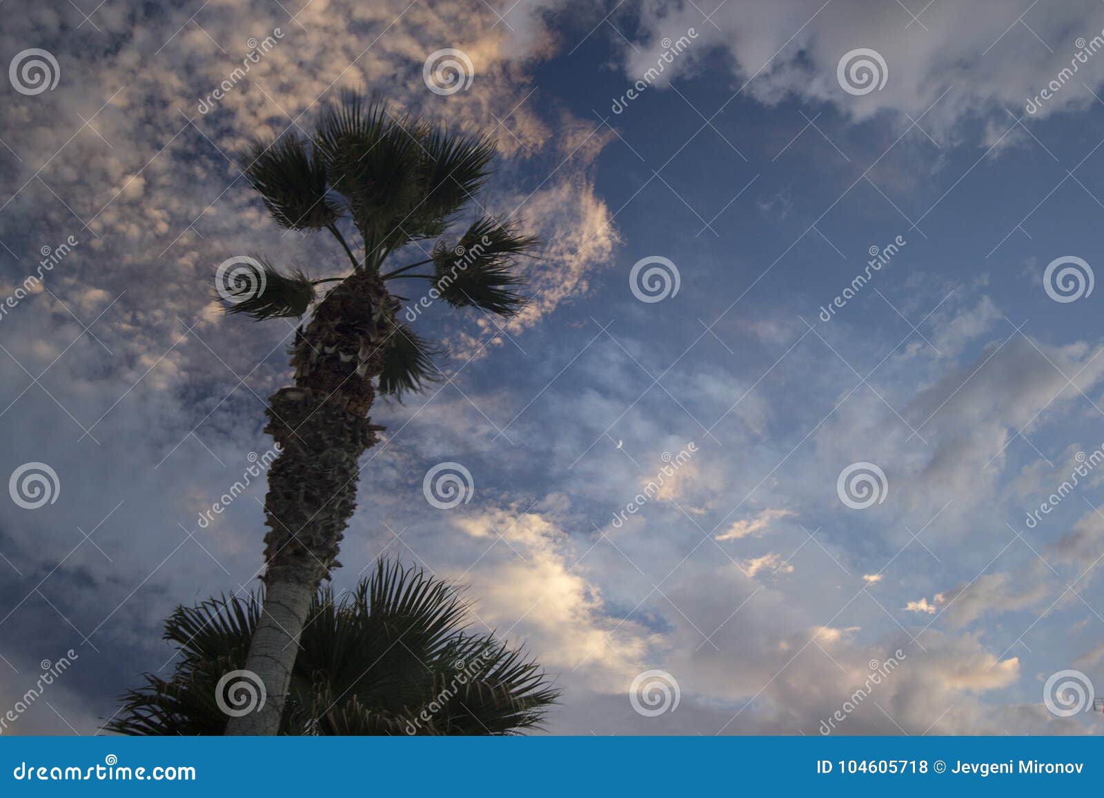 Moon on Dramatic Sunset Sky with Clouds . Palm Tree Against Dram Stock ...