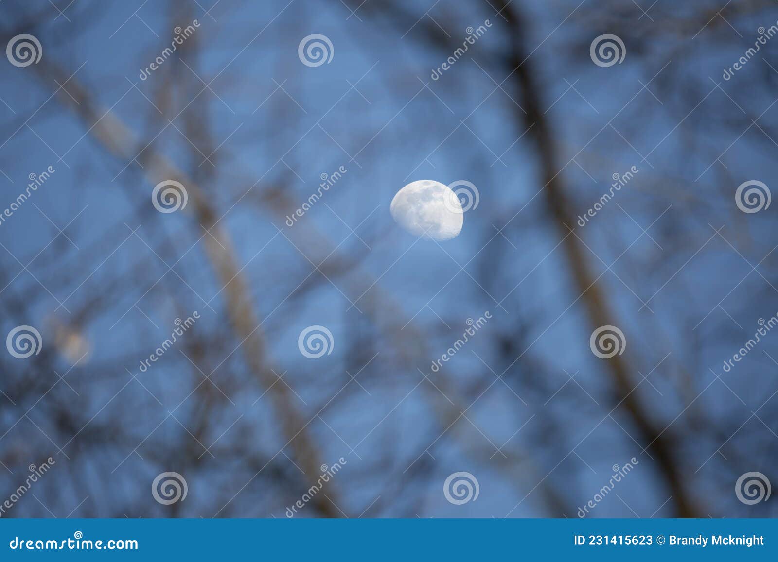 Moon at Dusk stock image. Image of life, bramble, concepts - 231415623