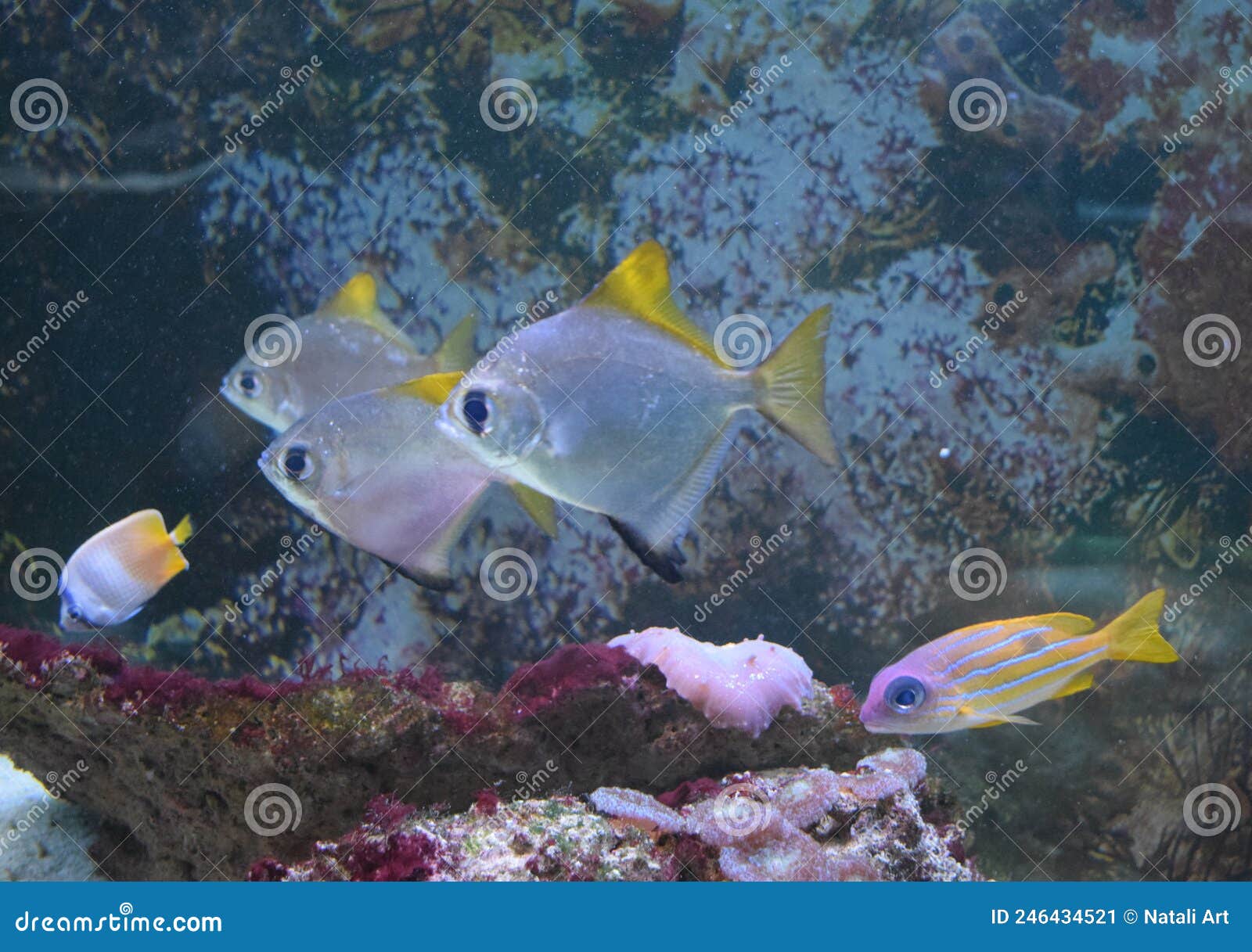Moon fish stock image. Image of wildlife, beautiful - 246434521