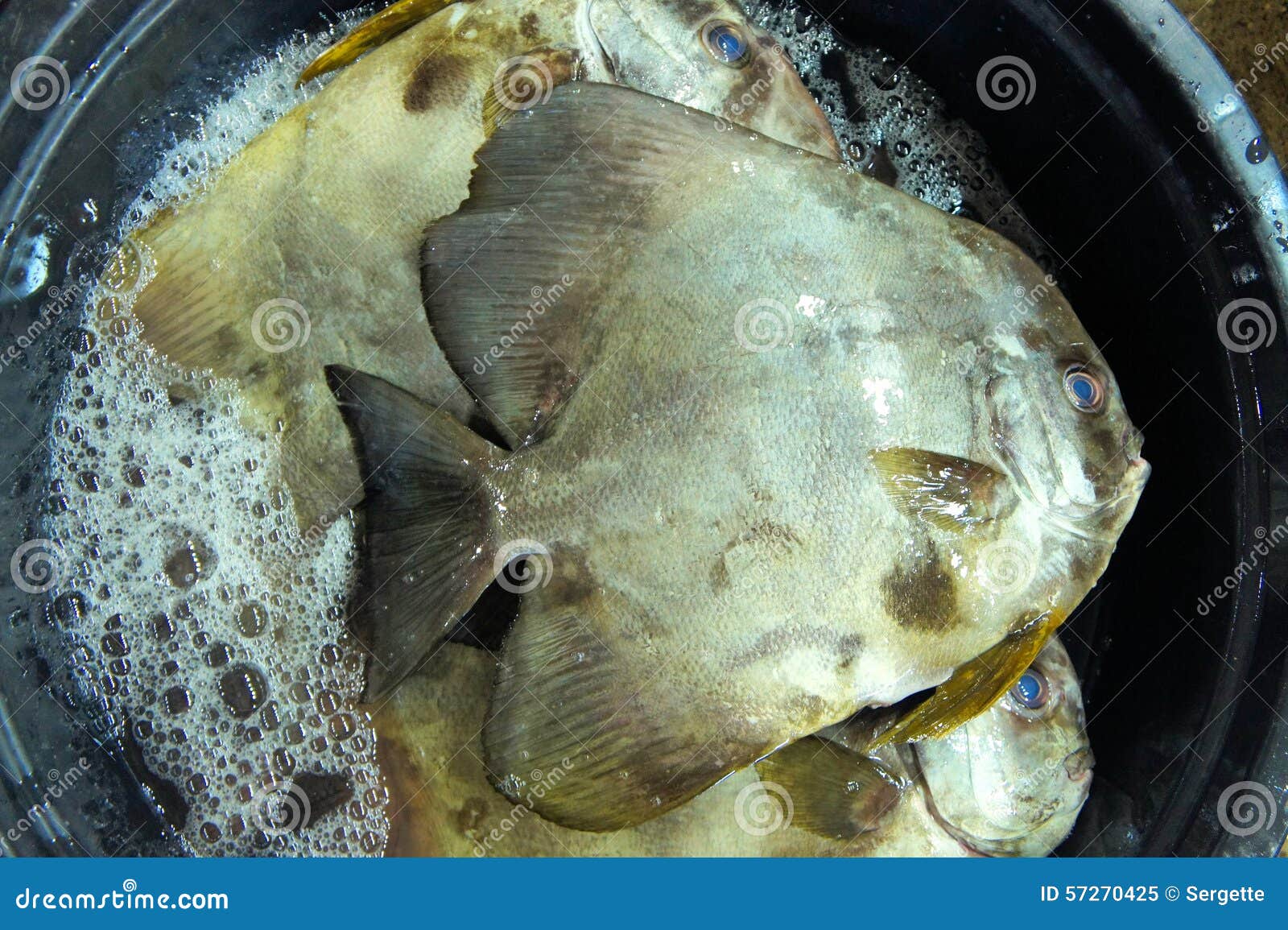 Moon Fish Caught at Sea. Philippines Stock Image - Image of reef ...