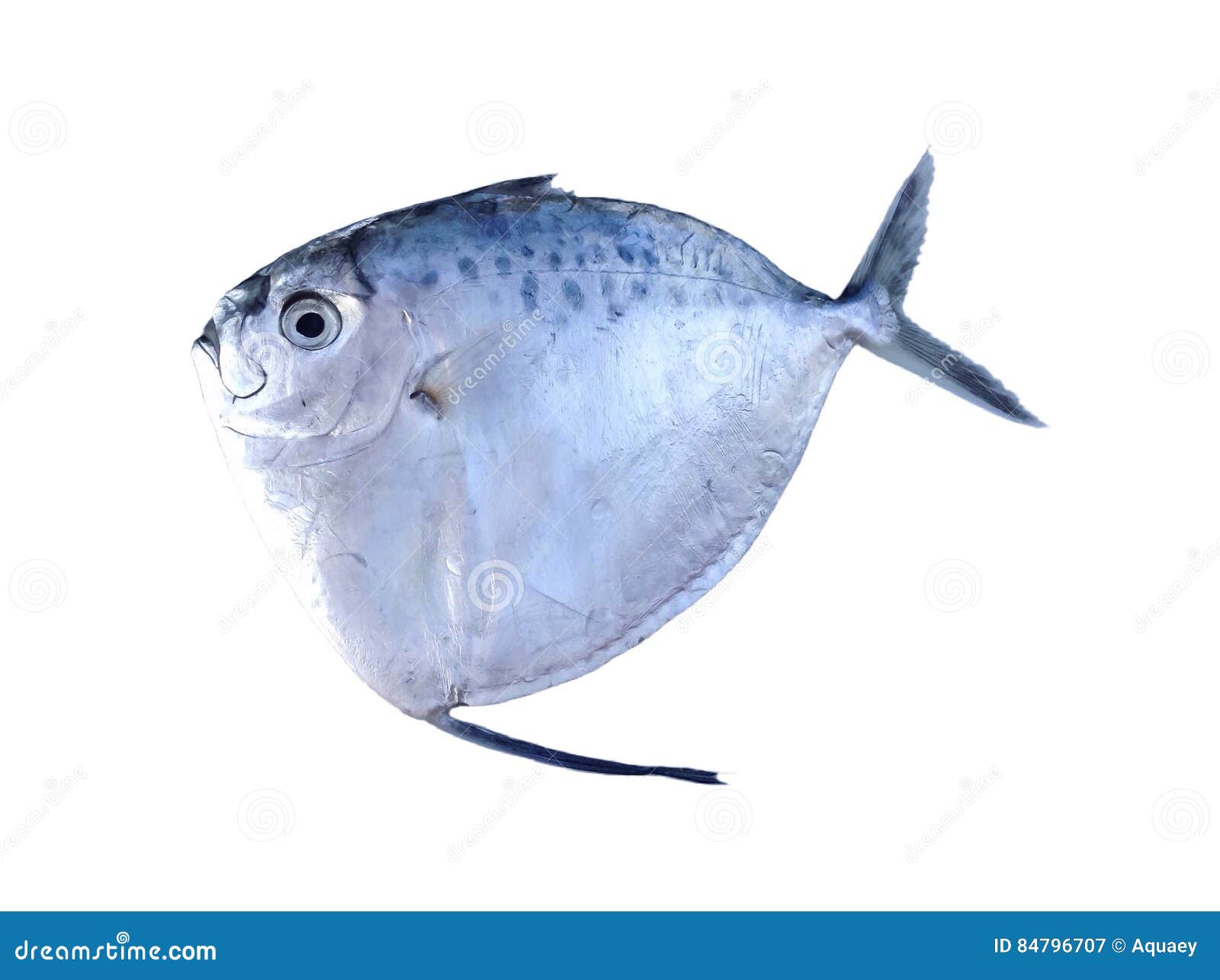 Moon fish isolated stock image. Image of cook, fisherman - 84796707