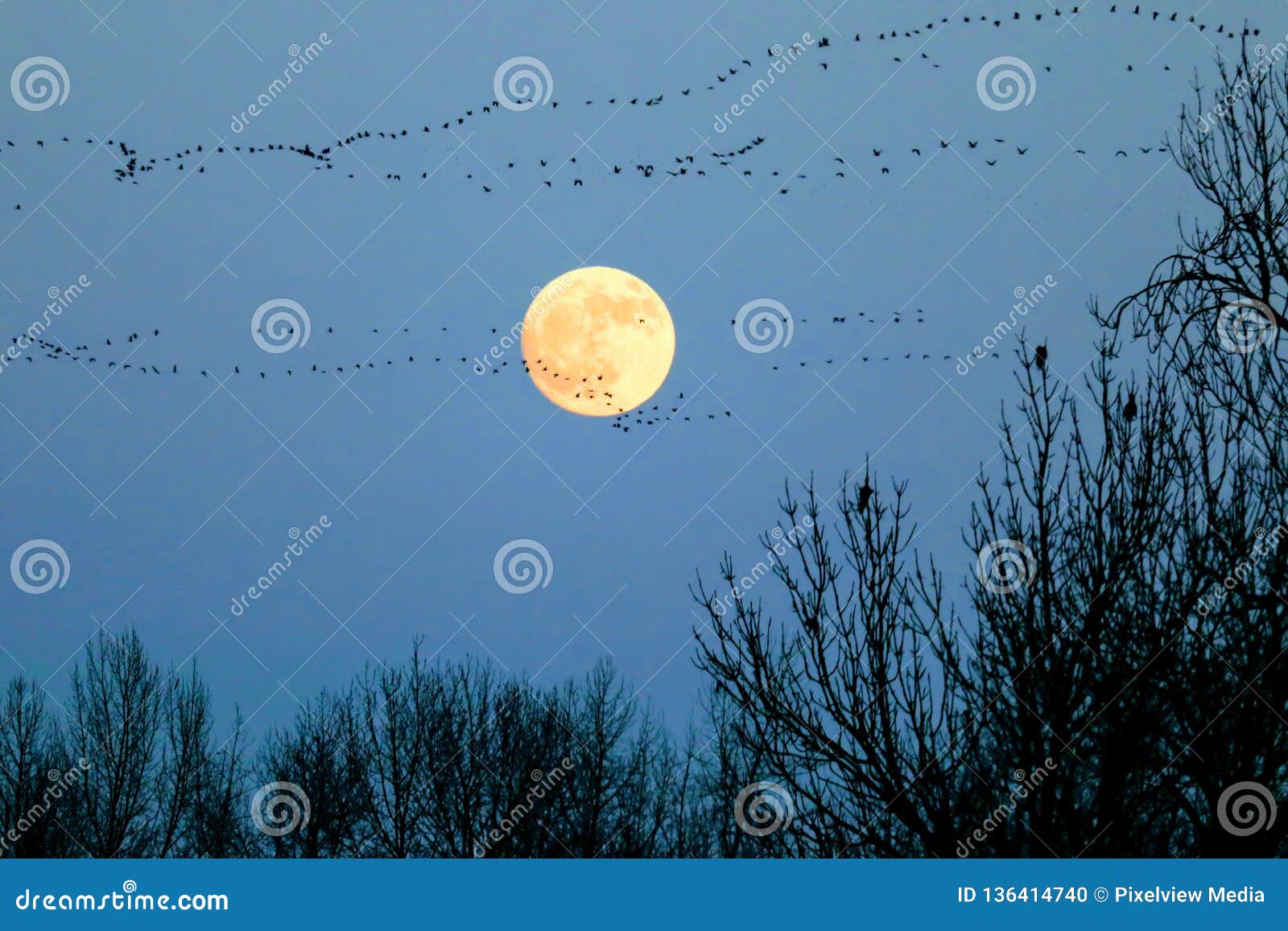 Moon with Flock of Geese stock photo. Image of moon - 136414740