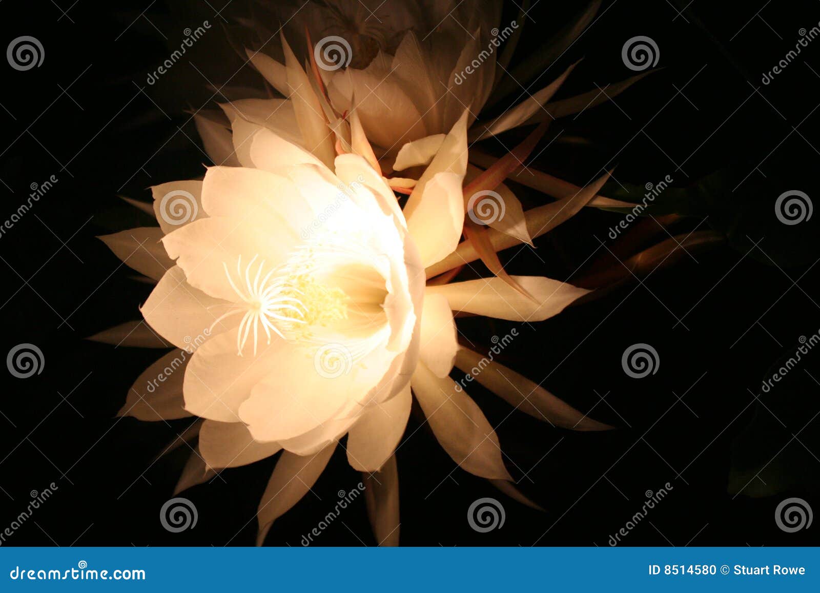 Moon Flower Dandelion Abstract Dream, Wish Symbol Royalty-Free Stock ...
