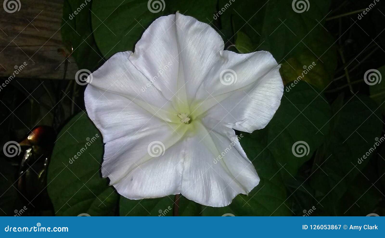 Moon flower stock image. Image of white, moon, flower - 126053867
