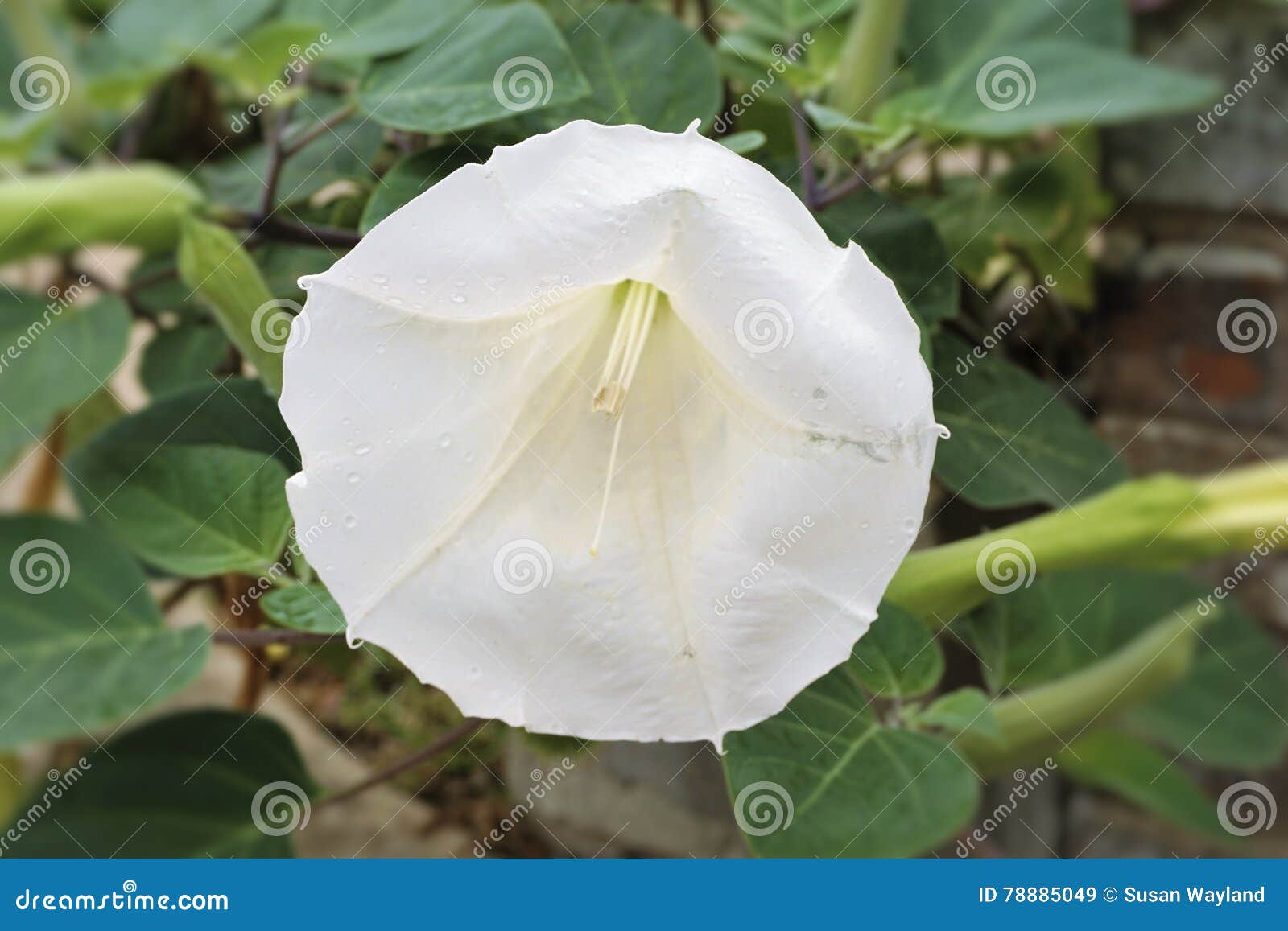 Moon flower stock image. Image of flora, plant, moon - 78885049