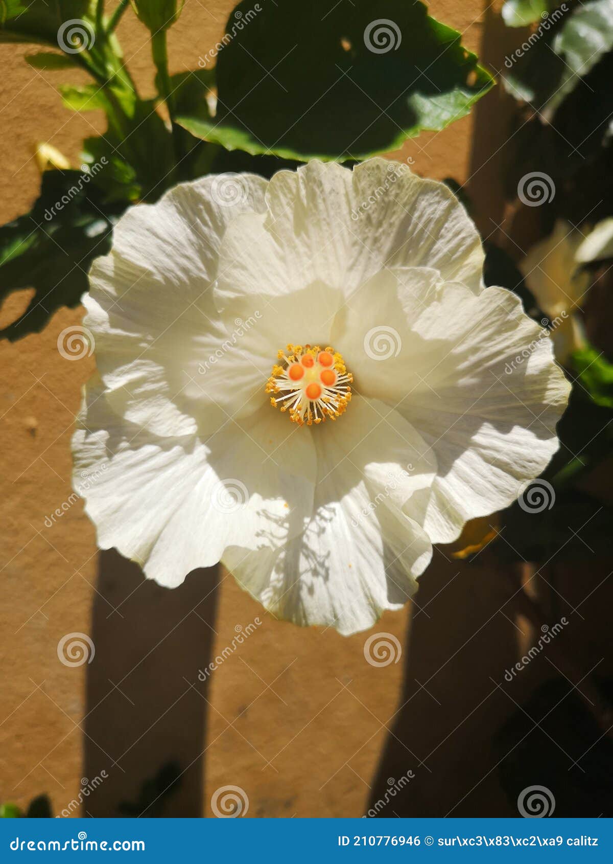 Moon Flower Flora De Moon White Stock Photo - Image of blossom ...