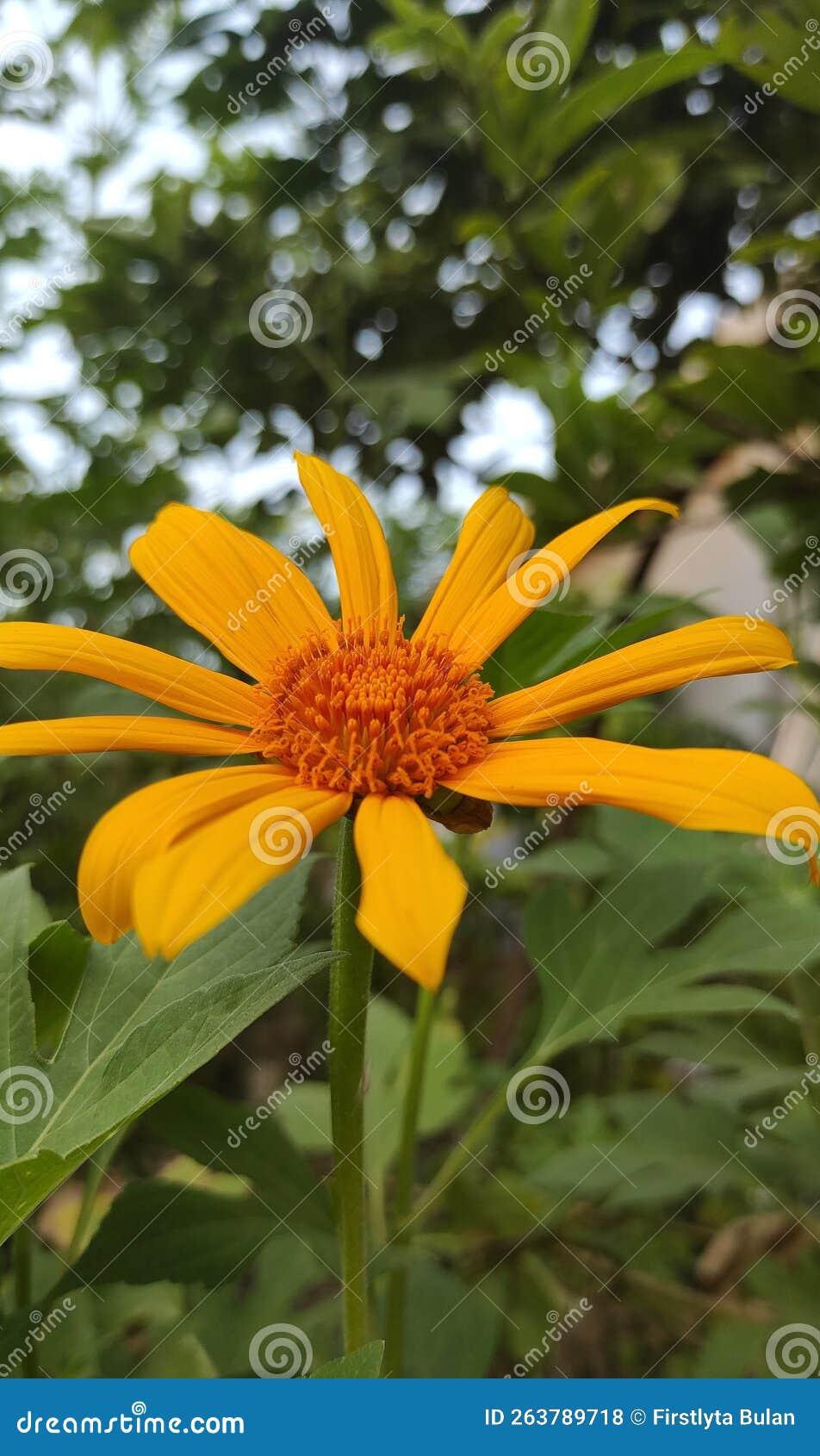 Moon Flower in Full Bloom on a Sunny Morning Stock Photo - Image of ...