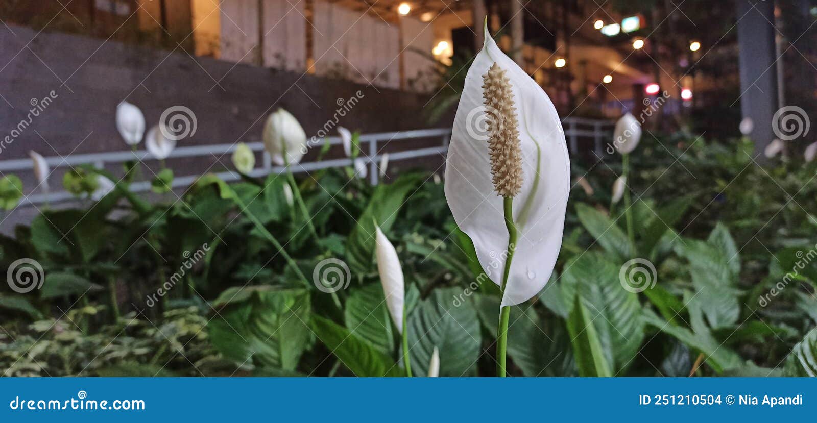 Moon flower at night stock photo. Image of nature, flower - 251210504