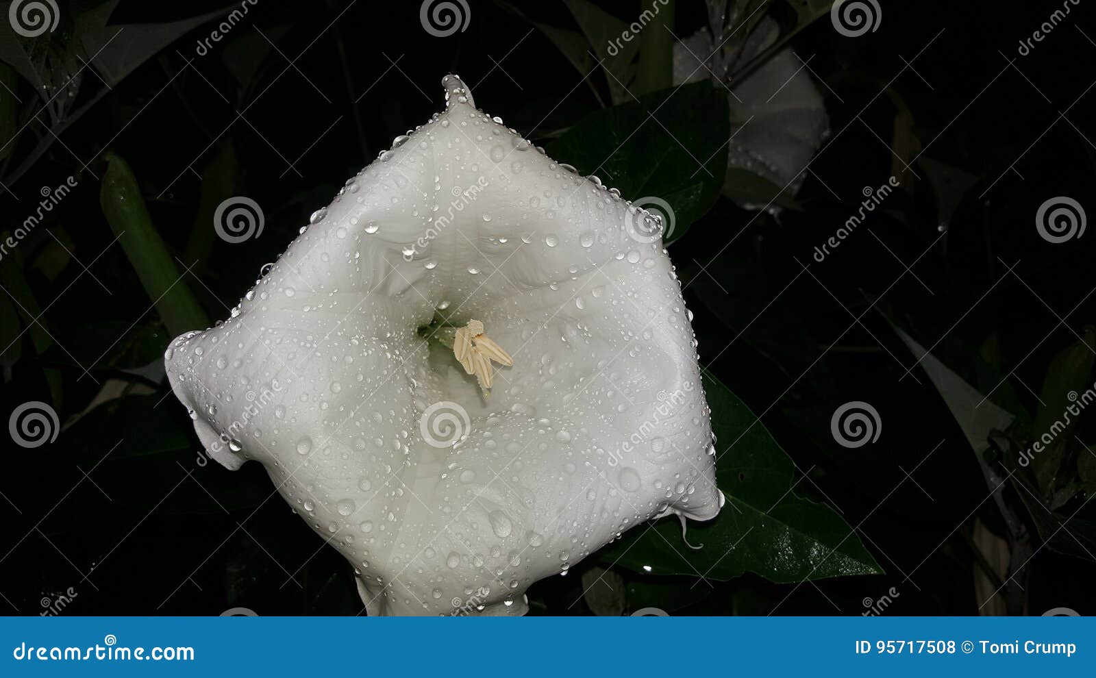 Moon Flower stock photo. Image of plant, flora, types - 95717508