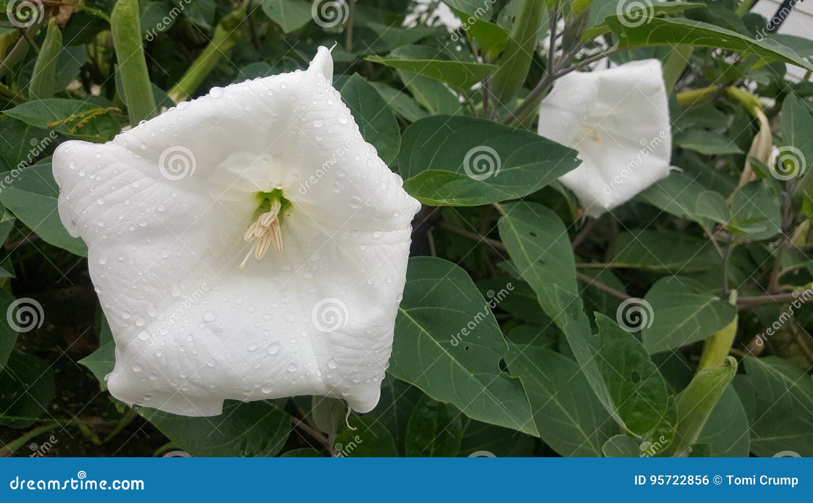 Moon Flowers stock photo. Image of moon, flowers, plants - 95722856