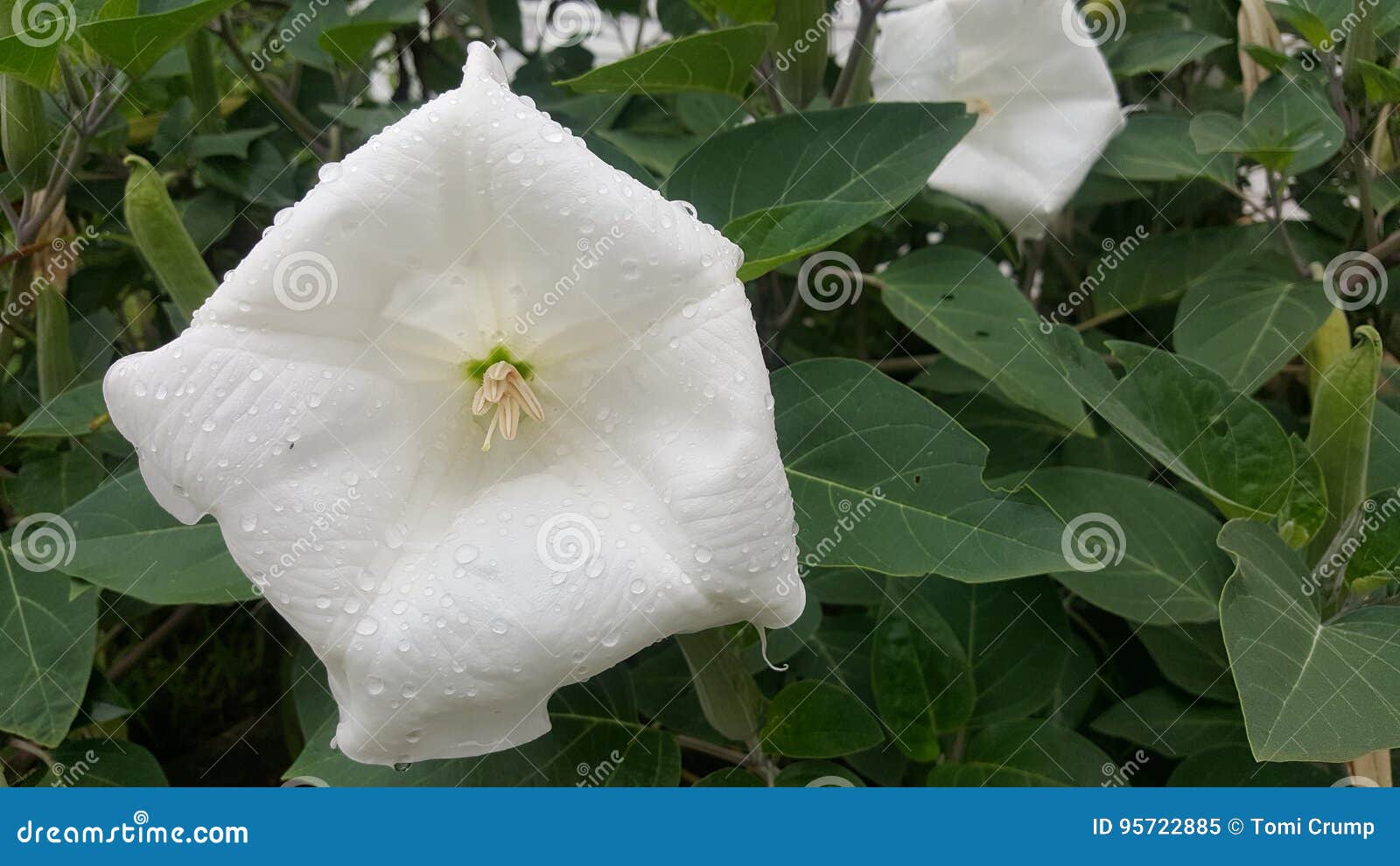 Moon Flowers stock image. Image of types, moonflower - 95722885