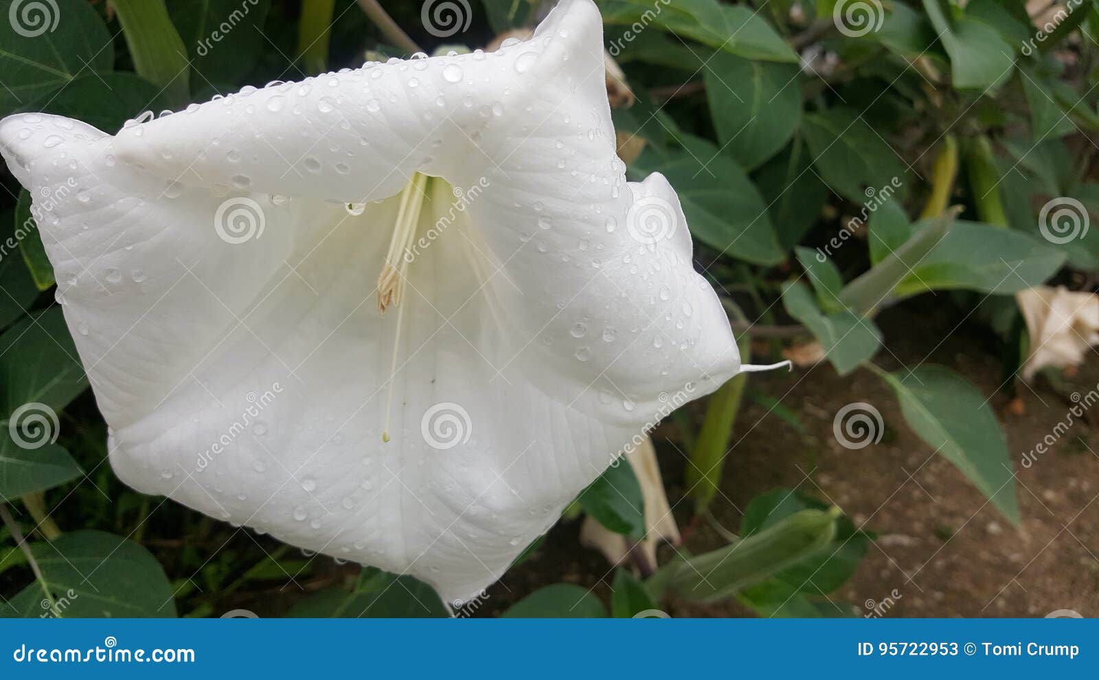 Moon Flowers stock image. Image of moon, datura, wildflower - 95722953