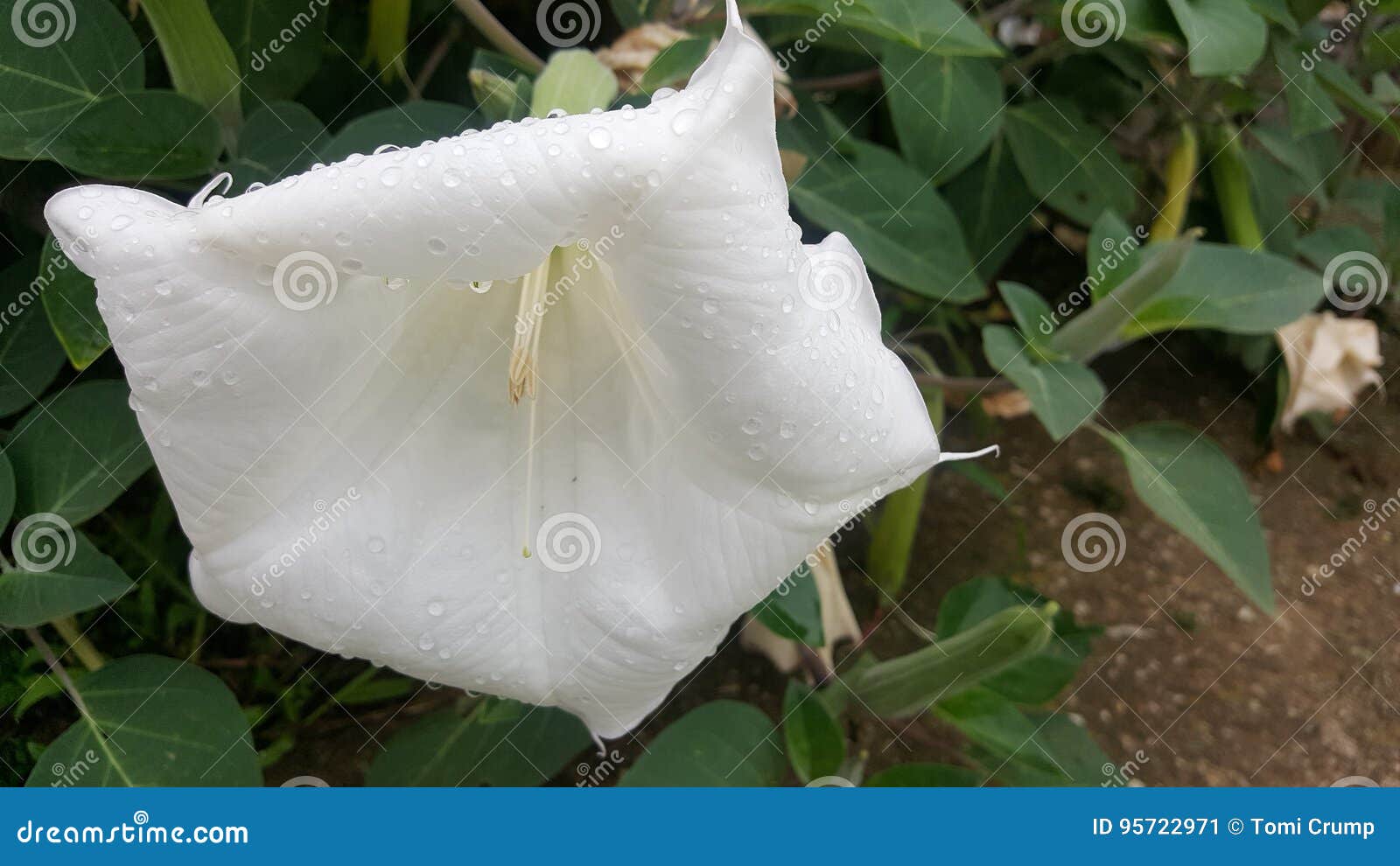 Moon Flowers stock image. Image of flower, petal, wildflower - 95722971