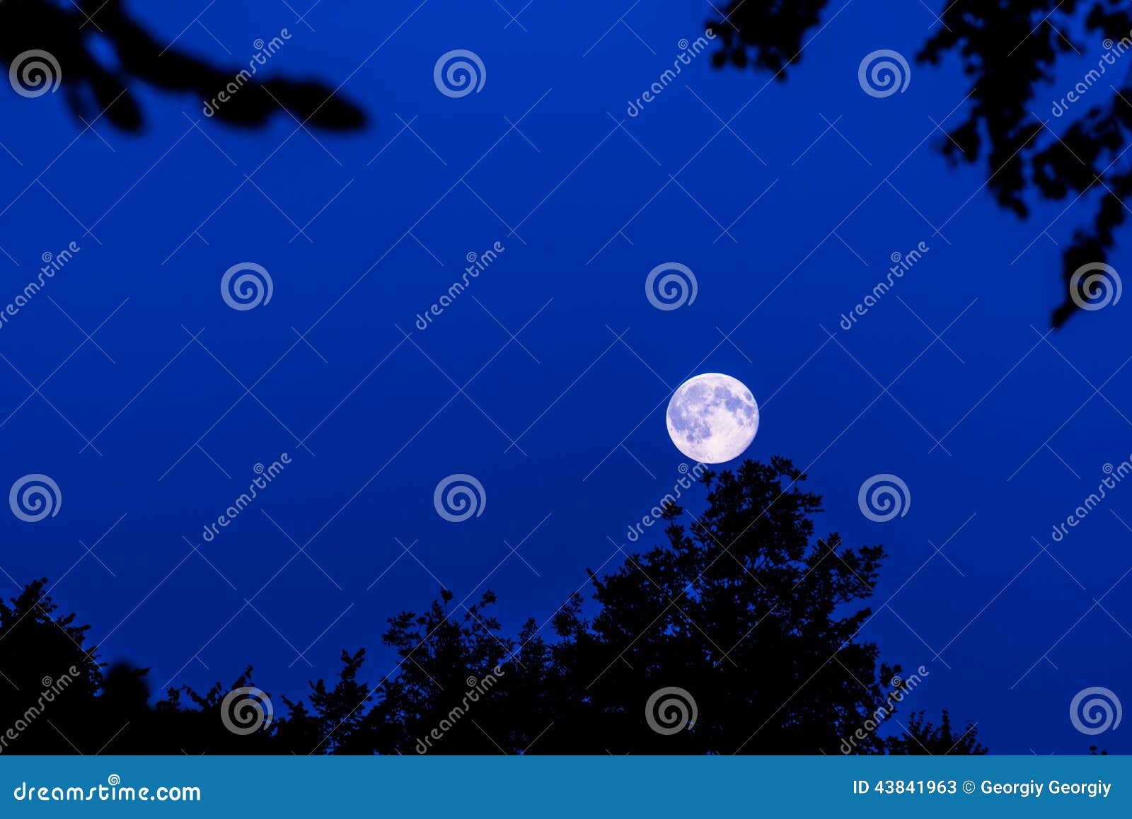Moon in forest stock image. Image of dark, beautiful - 43841963
