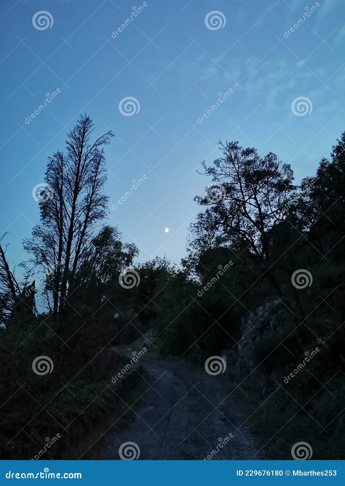 Moon Framed by a Lace of Trees Stock Photo - Image of sunset, lace ...