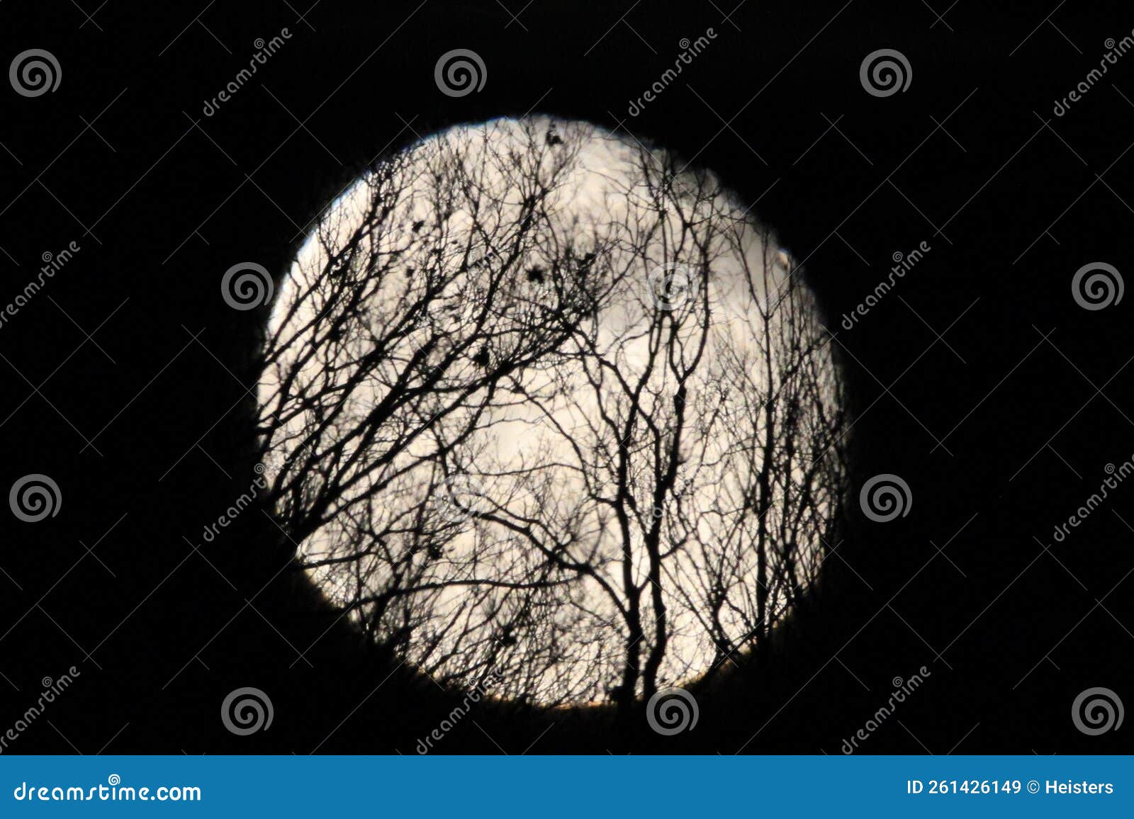 Moon behind trees stock image. Image of moonrise, hilltop - 261426149