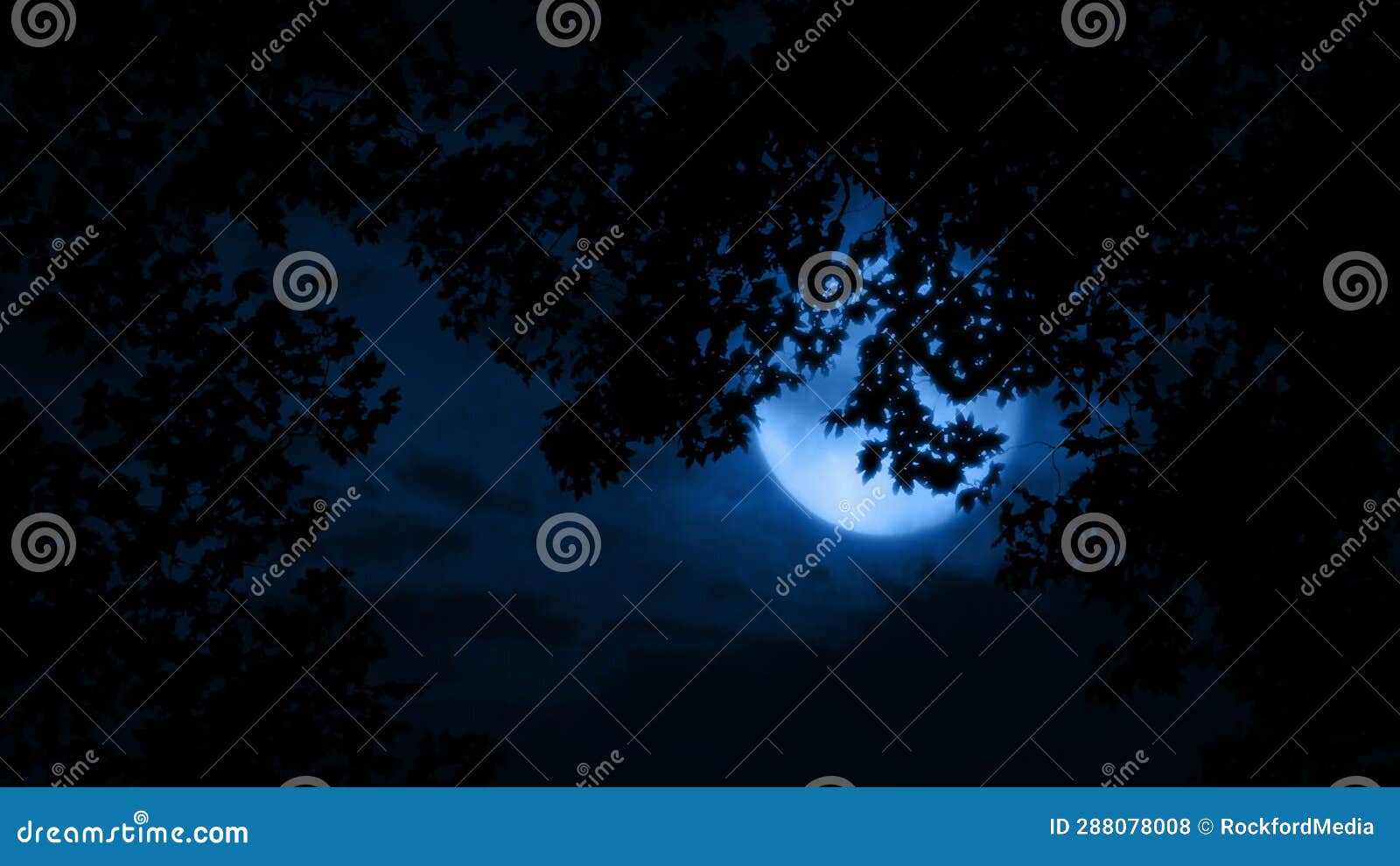 Large Moon Glows Behind the Trees at Night Stock Footage - Video of ...