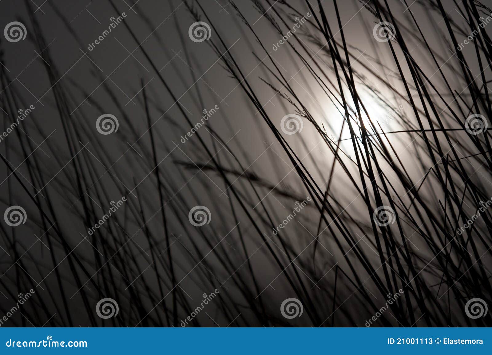 Moon in the grass stock image. Image of mystery, full - 21001113