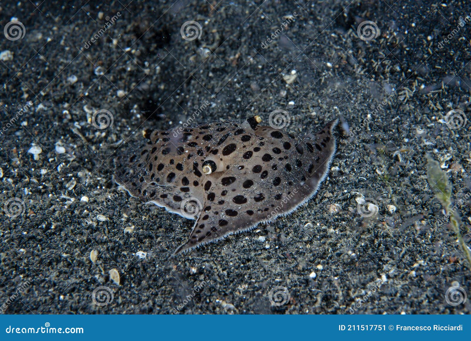Moon-headed Sidegill Slug Euselenops Luniceps Stock Image - Image of ...