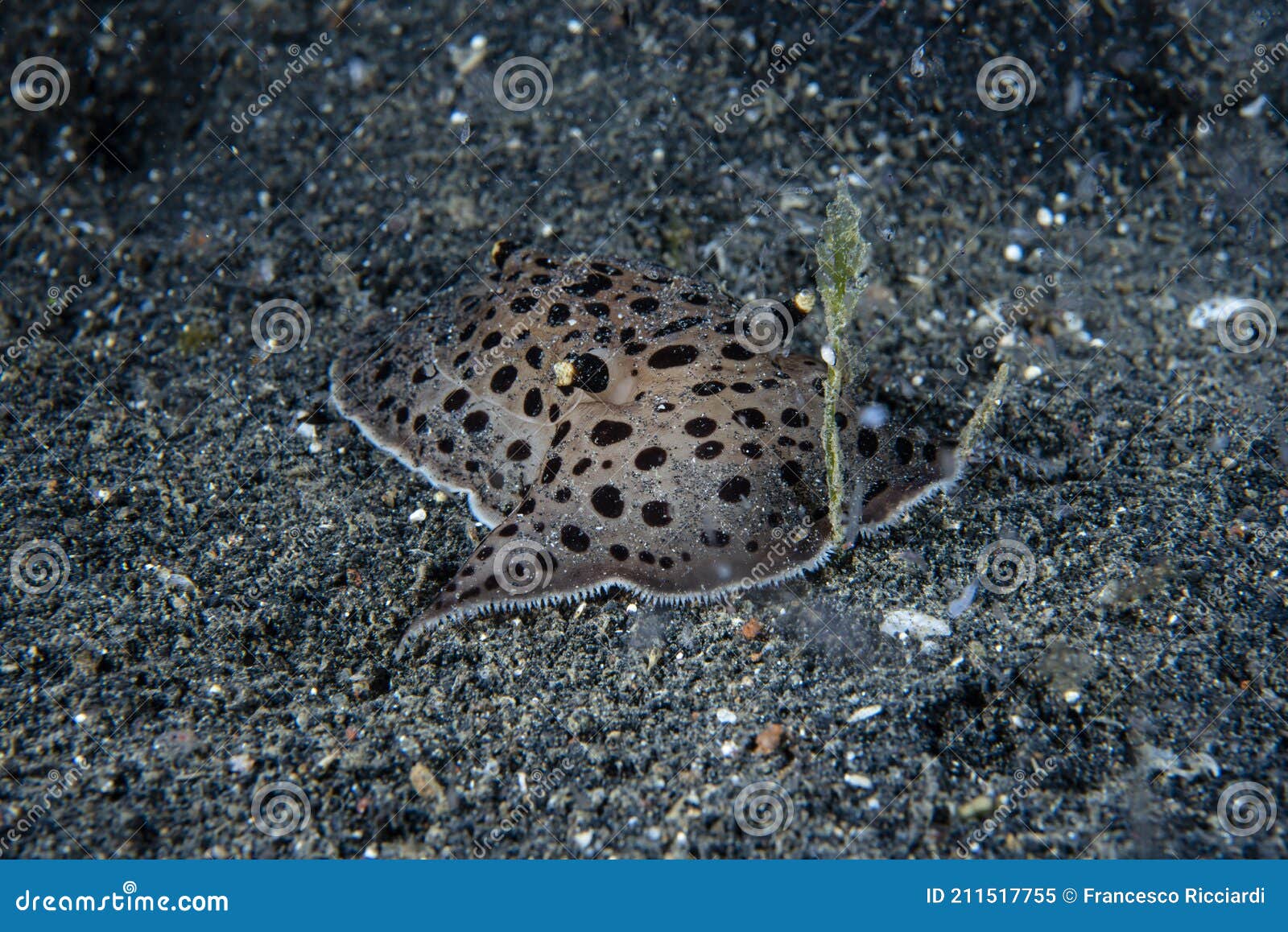 Moon-headed Sidegill Slug Euselenops Luniceps Stock Image - Image of ...
