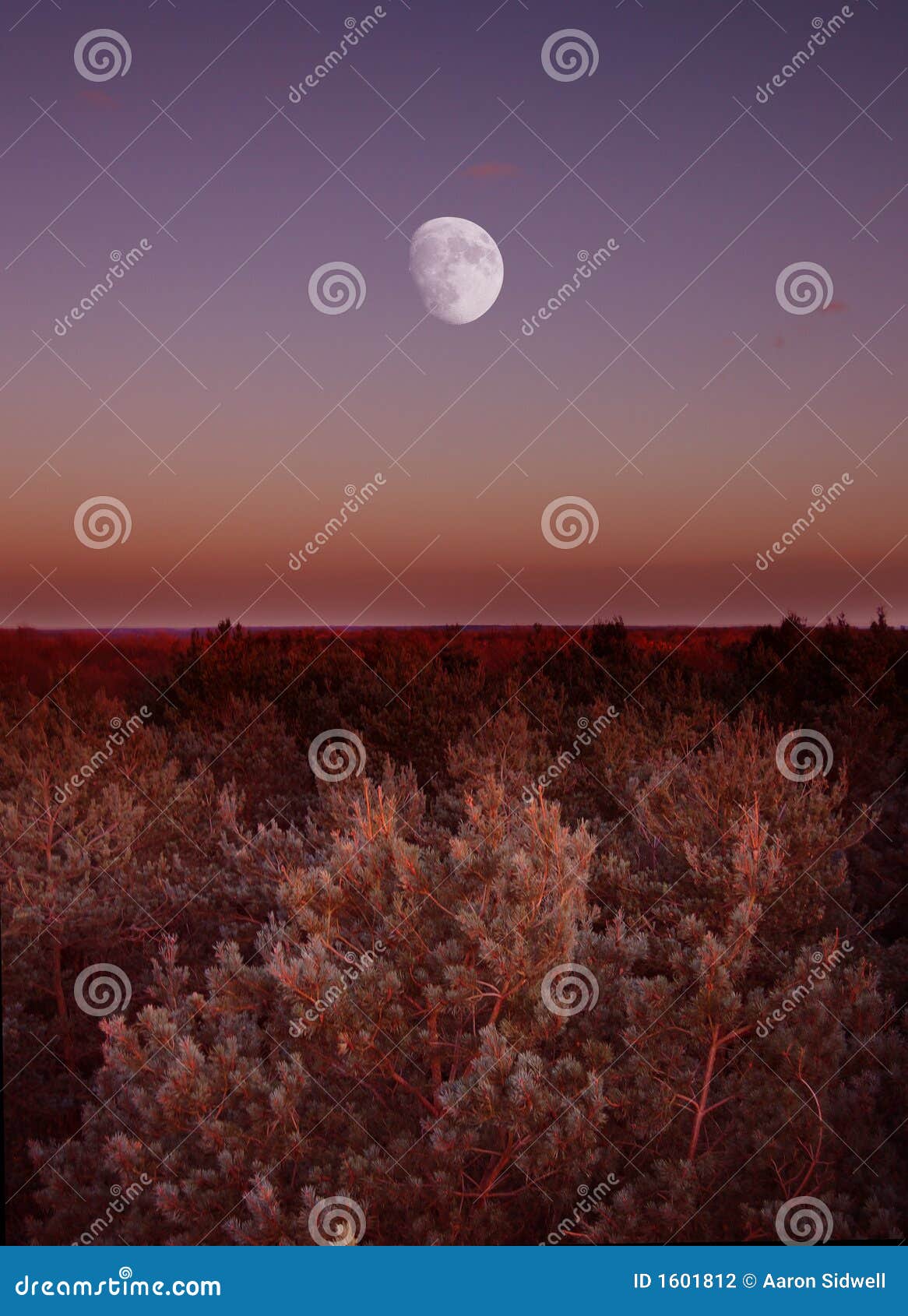 Moon on the Horizon stock photo. Image of trees, restful - 1601812