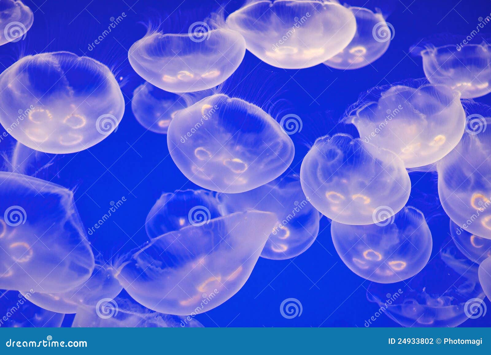 Moon Jellies stock photo. Image of jellies, pelagic, life - 24933802