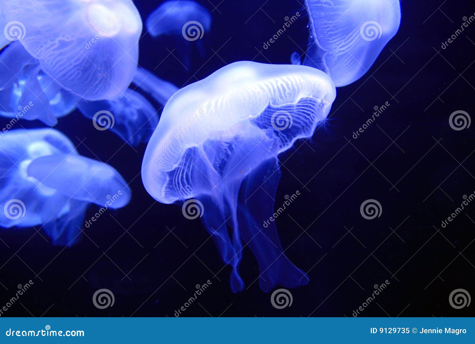 Moon Jellies stock image. Image of california, aurelia - 9129735