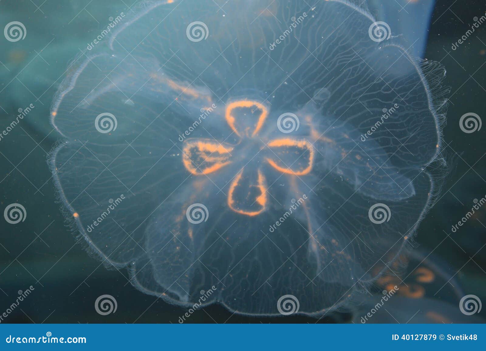 Moon Jellies stock image. Image of nature, moon, species - 40127879