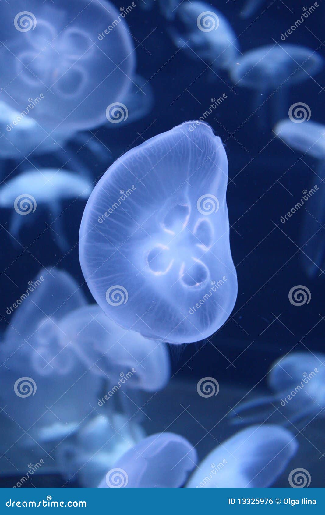 Moon Jellies Fish stock photo. Image of exploration, environmental ...