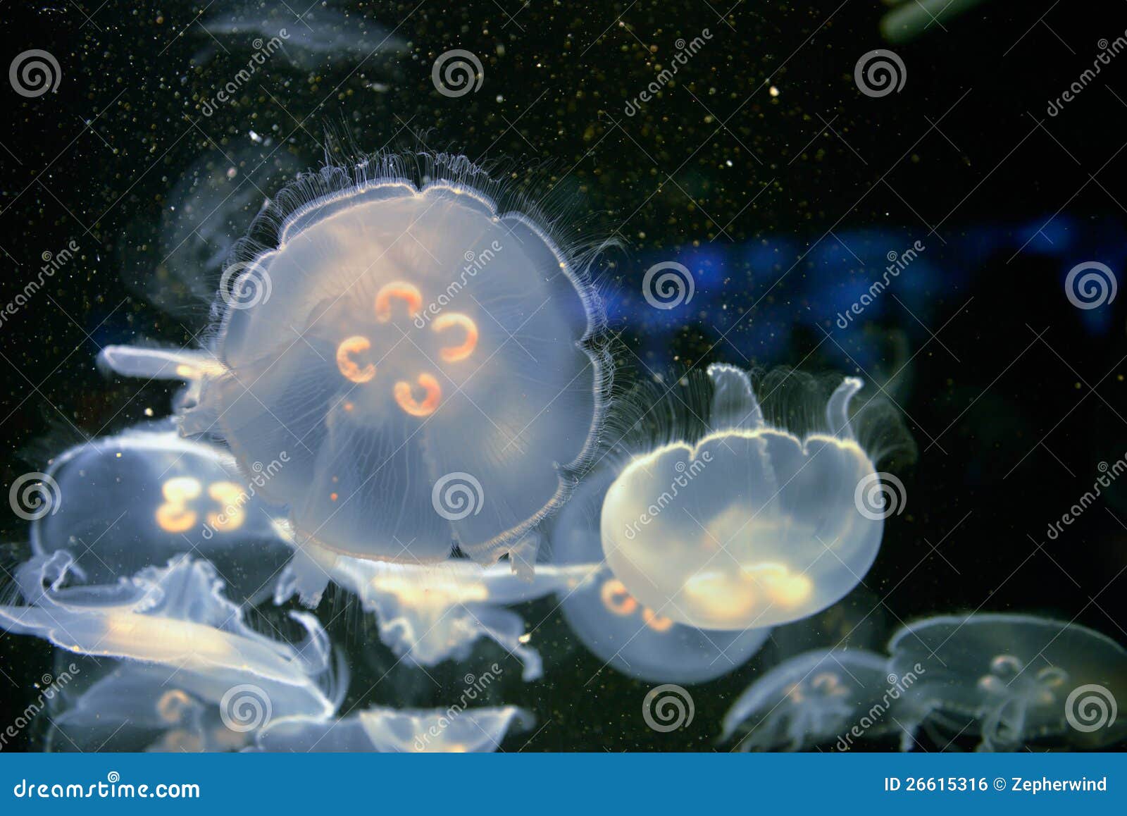 Moon Jelly stock photo. Image of ocean, underwater, translucent - 26615316
